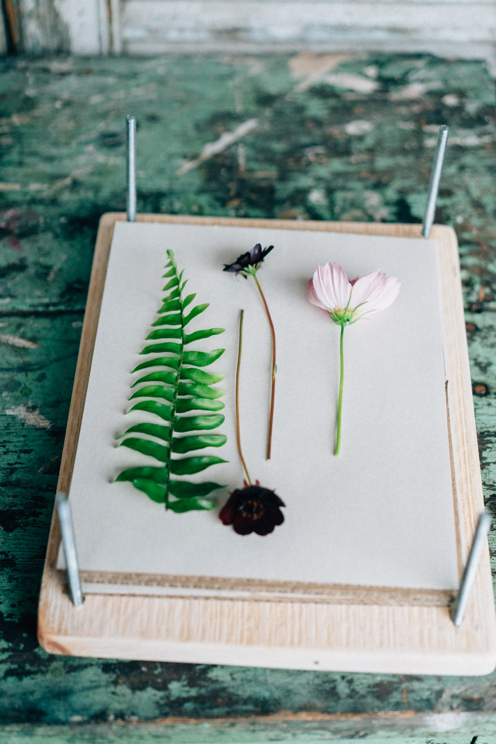 using a flower press | muddyfoxflowerfarm.com